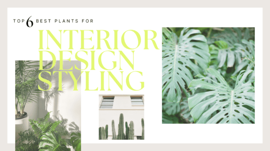 The Top 6 Best Plants for Interior Design Styling - coucoucali.com